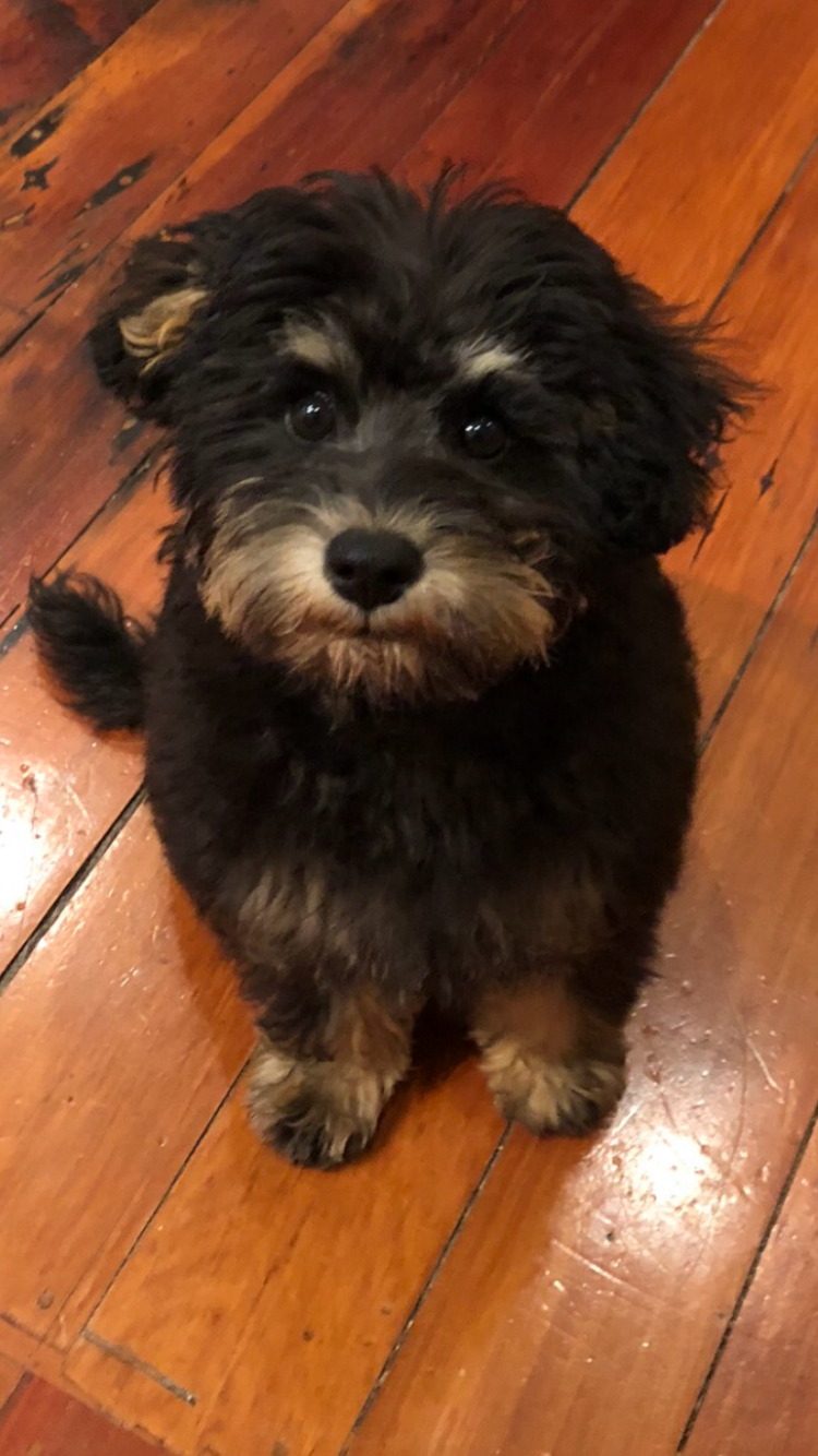 The TGS U15 Amber Rippa team put on a try-scoring clinic