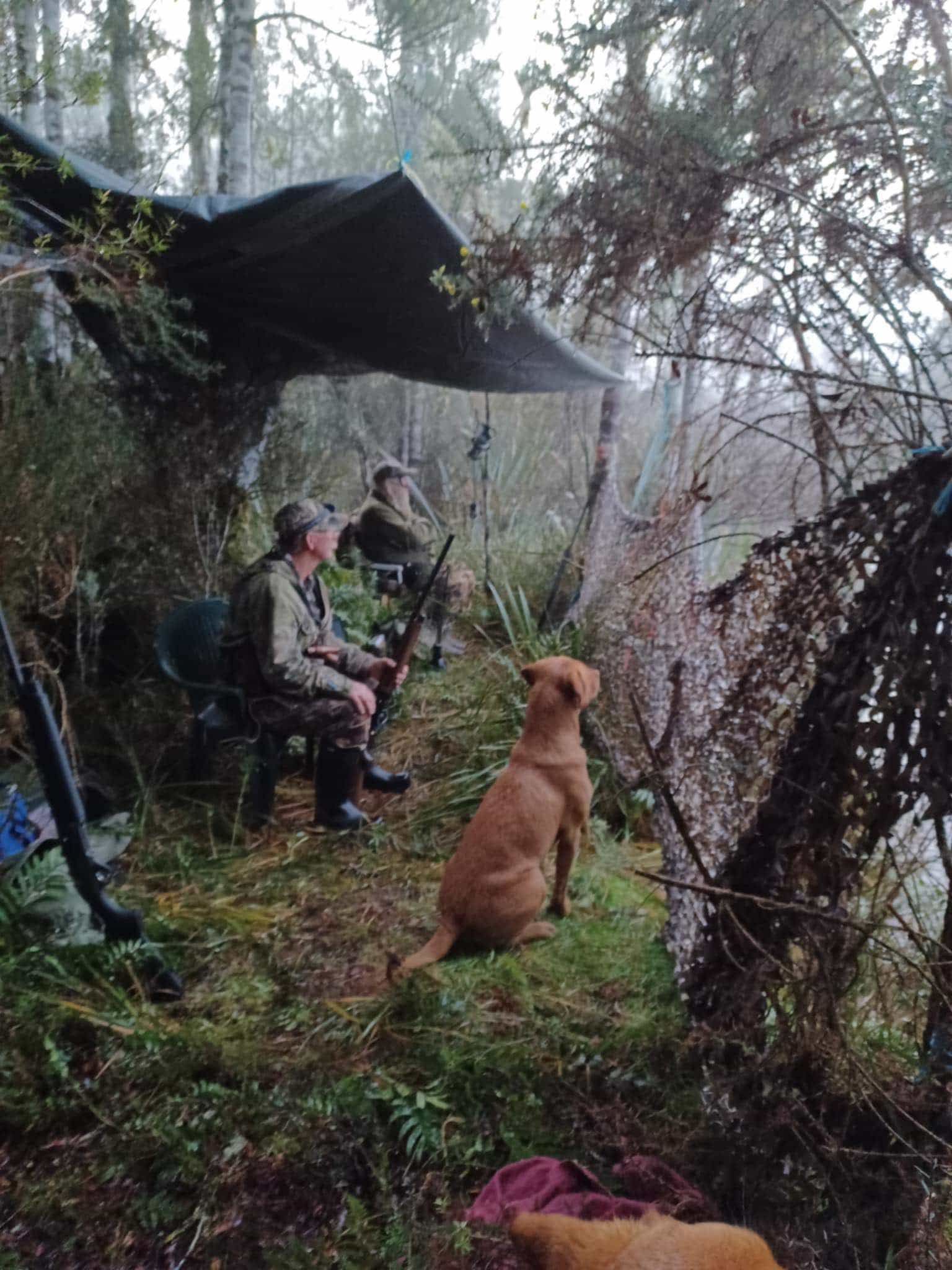 Working Gundogs NZ Inc - Home