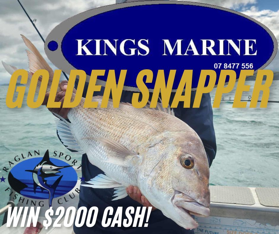 Kings Marine Golden Snapper
