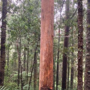 TRIP SNIP: Cascade Kauri Park - Circuit, Sunday 25 March 2024