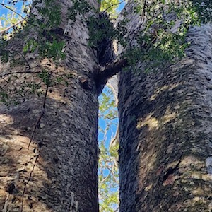 TRIP SNIP: Cascade Kauri Park Circuit, 19 May 2024